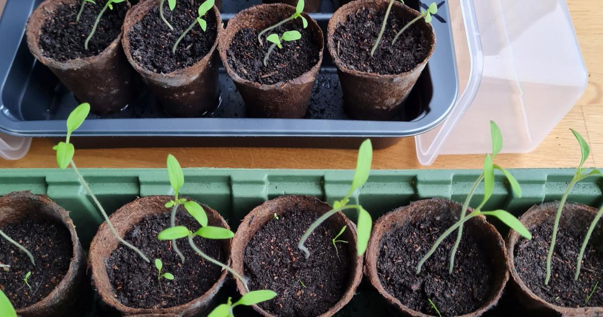 | Aalborg Bibliotekerne